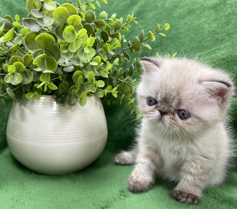 KHLOE’S KITTENS – PERSIAN KITTENS FOR SALE – HIMALAYAN KITTENS FOR SALE ...