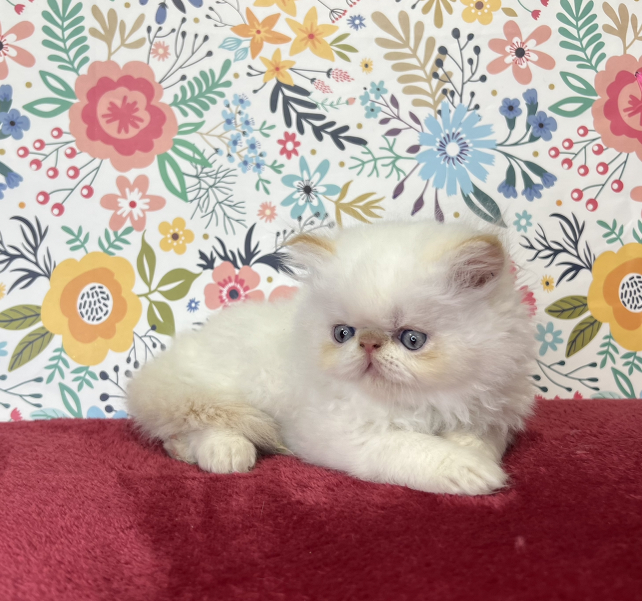AVAILABLE PERSIAN, HIMALAYAN, AND EXOTIC KITTENS FOR SALE – KHLOE’S KITTENS
