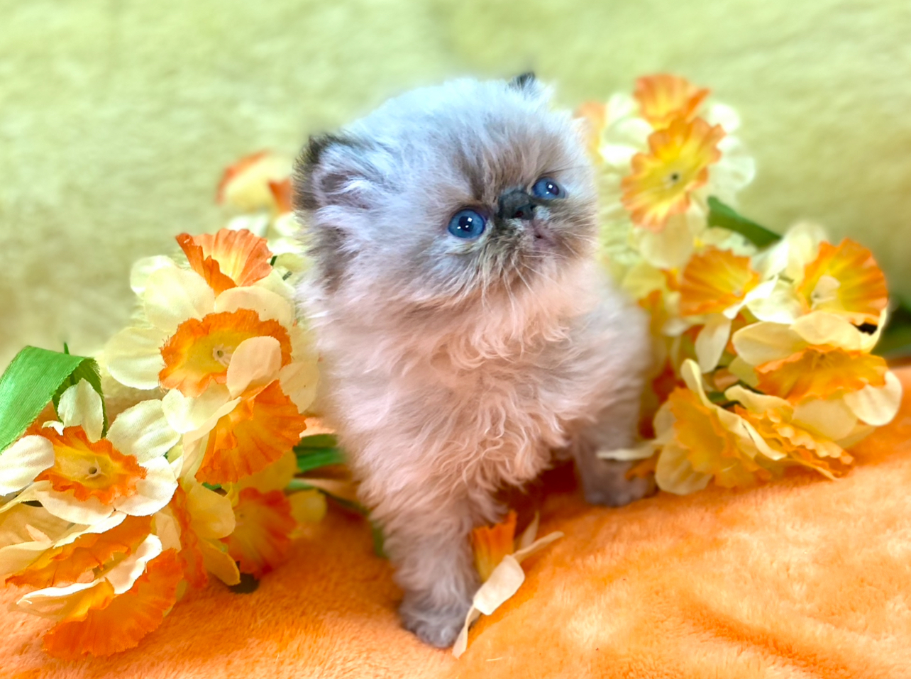 AVAILABLE PERSIAN, HIMALAYAN, AND EXOTIC KITTENS FOR SALE – KHLOE’S KITTENS